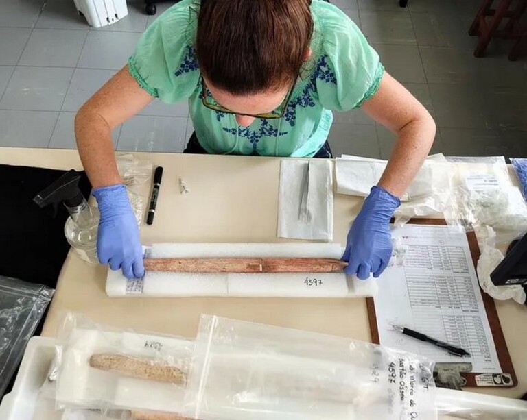Harpoons Carved from Whale Bones Confirm Ancient Whaling Culture 5,000 ...