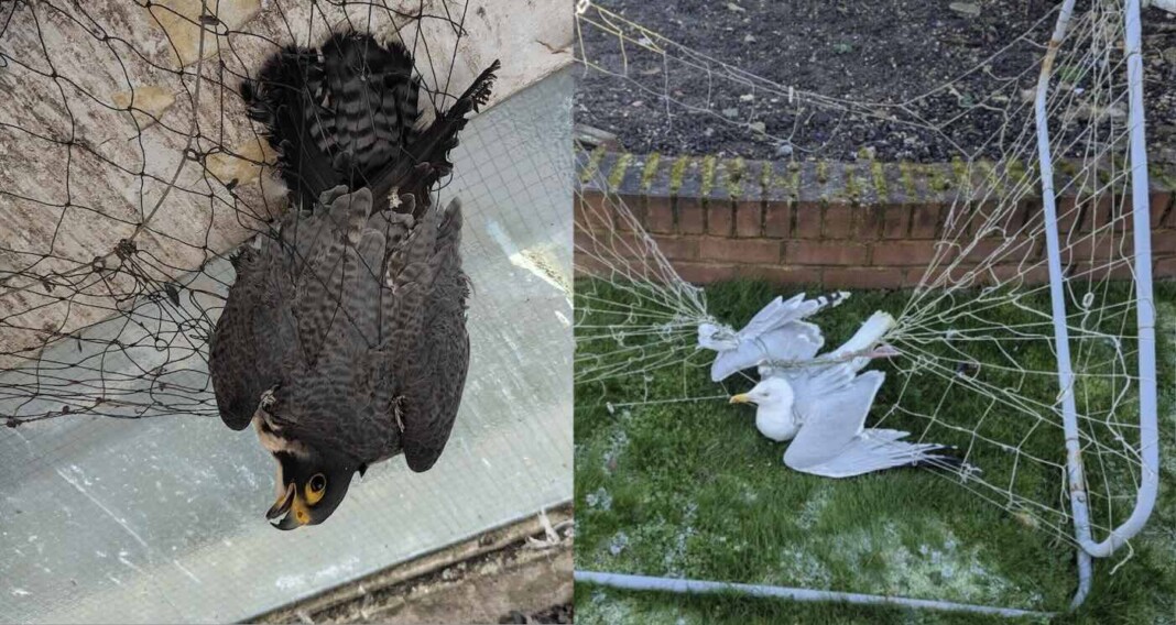 The Wild and Wacky Animal Rescues of 2025 Made the RSPCA Staff True Heroes