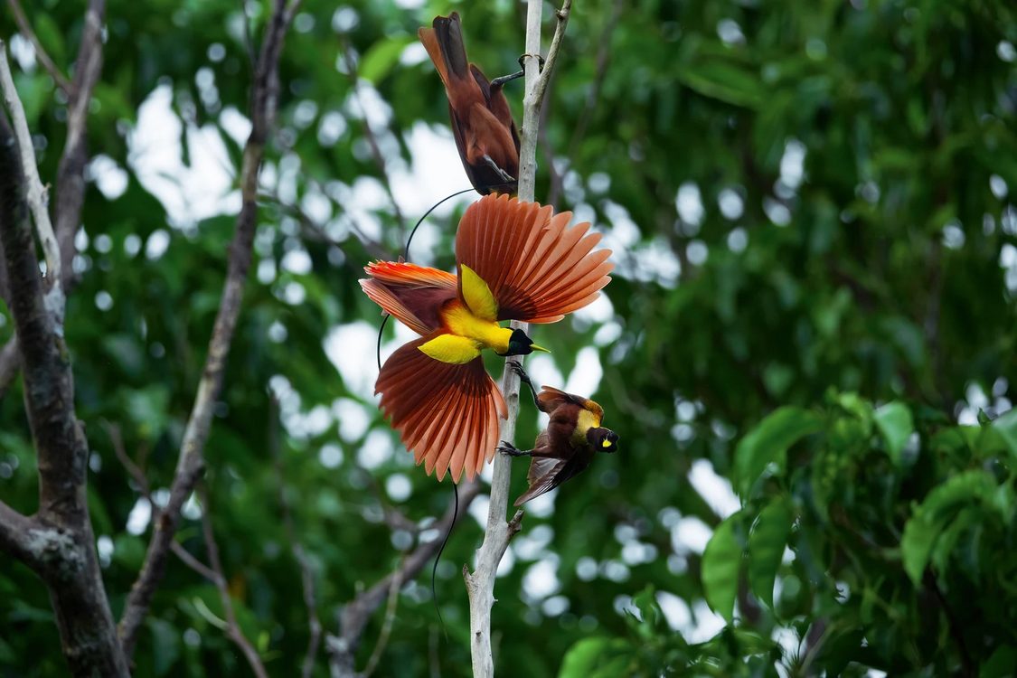 Birds-of-Paradise Flashy Feathers also Glow in Biofluorescence ...