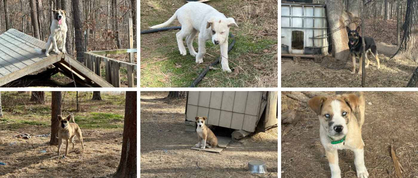 18 Outdoor Dogs Rescued from Winter Storm–and One Gives Birth Safe and ...