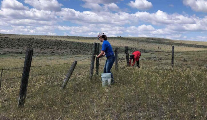 100 Miles of Derelict Fencing Removed by Rewilders Across the Great ...