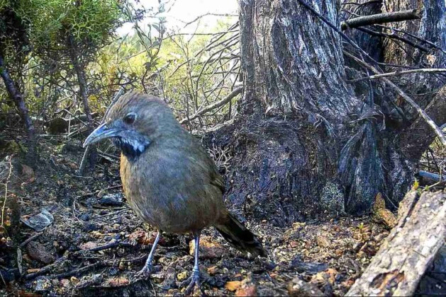Endangered Species Are Bouncing Back to 90% on Kangaroo Island Thanks ...