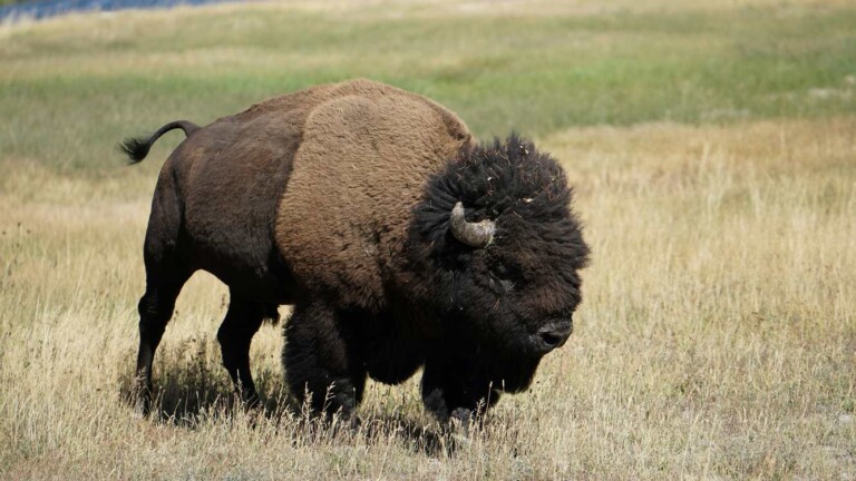 Bison Return to Illinois Prairie to the Sounds of Drumming After 200 ...