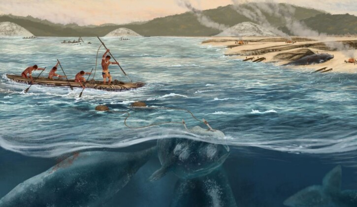 Harpoons Carved from Whale Bones Confirm Ancient Whaling Culture 5,000 ...