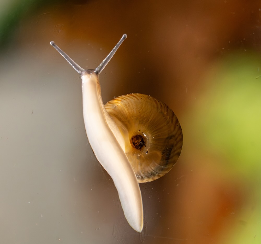‘Extinct’ Snail Found in Alleyway Results in Species Pulled Back From ...