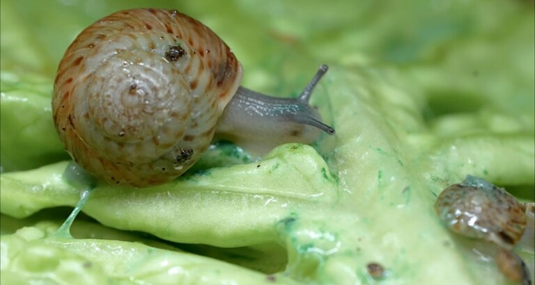 ‘Extinct’ Snail Found in Alleyway Results in Species Pulled Back From ...