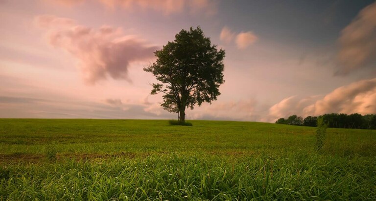 “Solitary trees, if they grow at all, grow strong.” – Winston Churchill