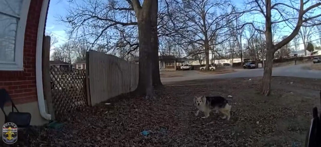 Mysterious 'Hero' Dog Leads Police Straight to Missing 3-year-old ...