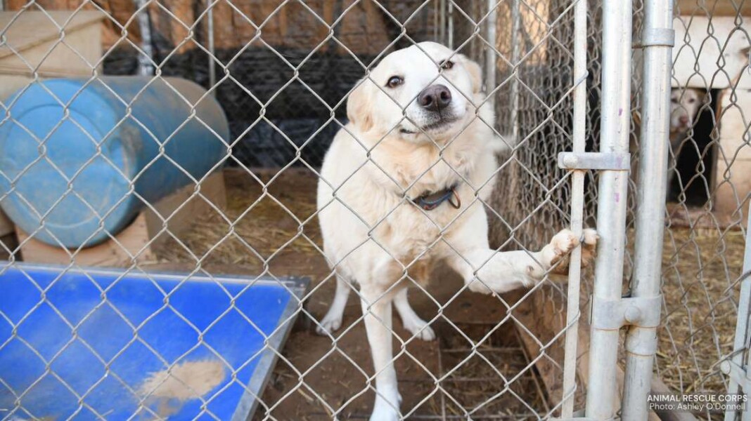 Volunteers Save 51 Dogs in Large-Scale Operation Following Arkansas ...