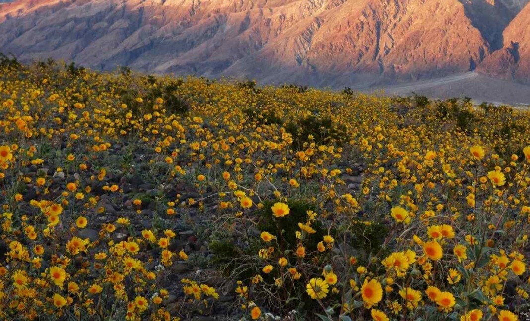 Once-in-a-Decade Superbloom Carpets Death Valley in Beautiful, Colorful ...