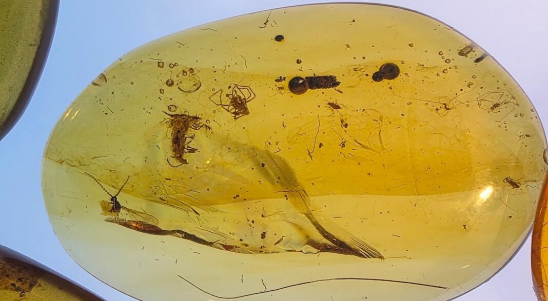 Rare Fossils in Amber Raise Questions About Secret Lives of Cretaceous ...