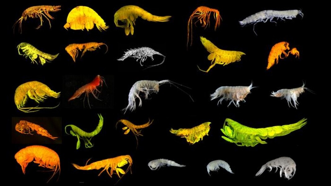 24 New Species Including a New Family of Amphipods Identified in Deep ...