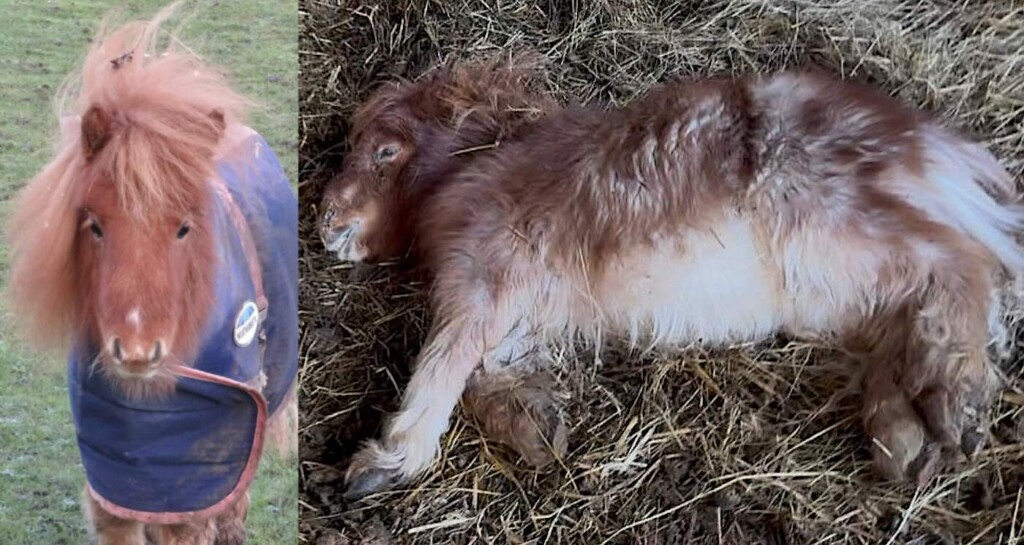 Tiny 28-Inch Pony Is Now thriving After Being so Sick He Couldn't Stand