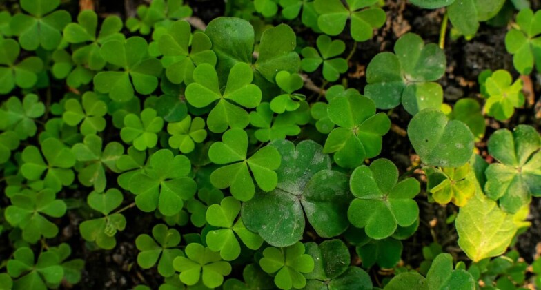 “May your blessings outnumber the shamrocks that grow, and trouble ...