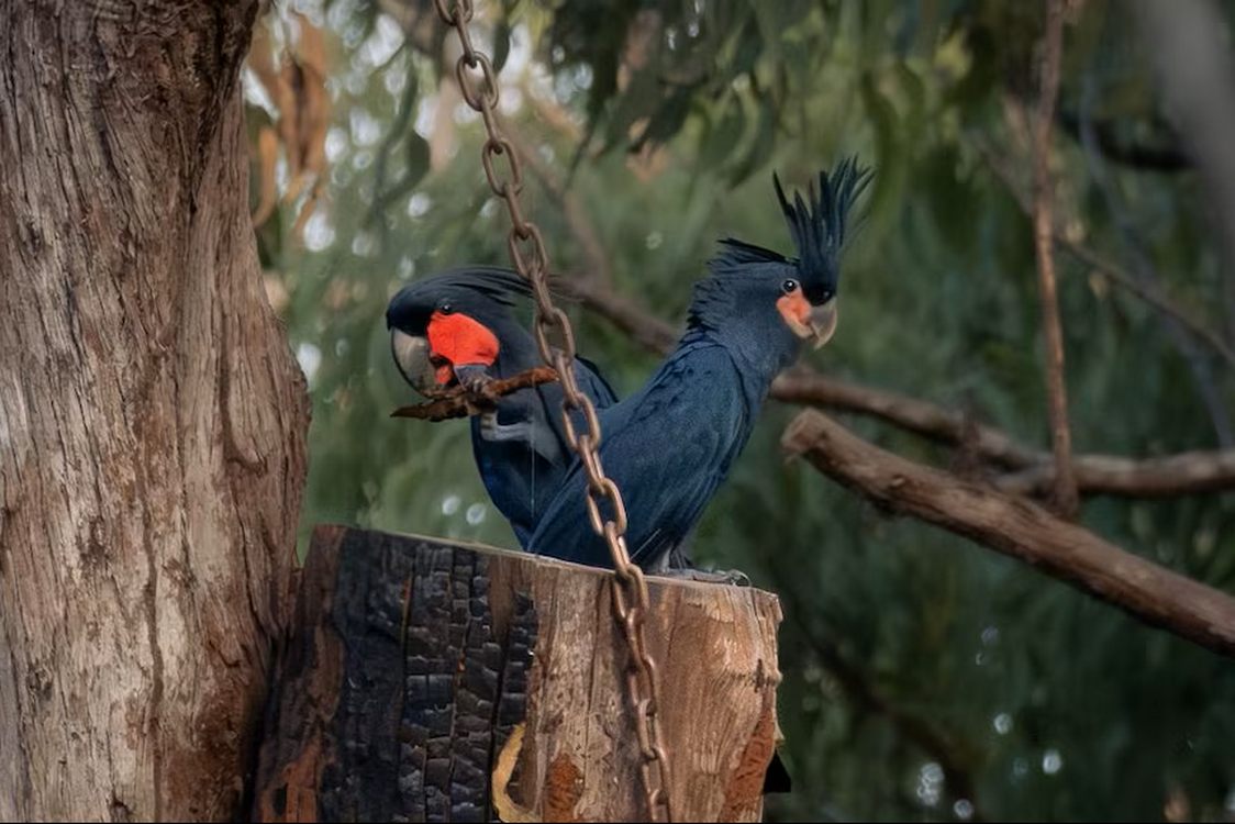 Endangered Cockatoos Finally Hatch Chick in Artificial Nest, a Promise ...
