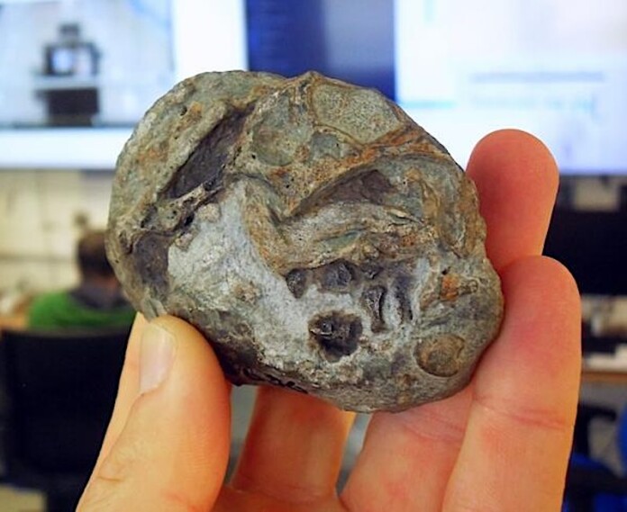 Embryo Fossil is Missing Puzzle Piece Thrilling Scientists with Oldest ...