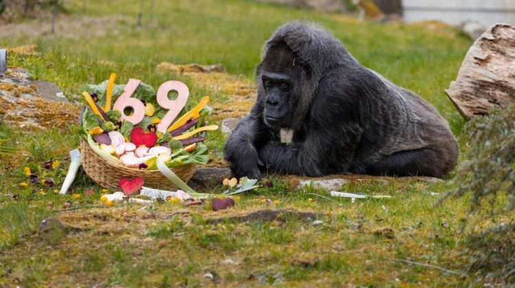 World’s Oldest Gorilla, Known for Her Dignified Manner, Celebrates 69