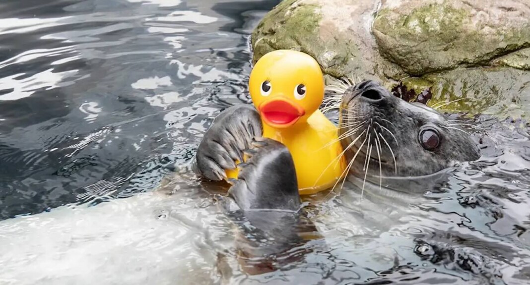Aquarium Seal Loves His Rubber Duckie – Now Adorable Video Goes Viral ...