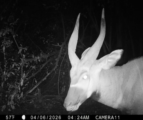 Incredibly Rare Bongos Caught on Trail Cam in Area They Were Thought to ...