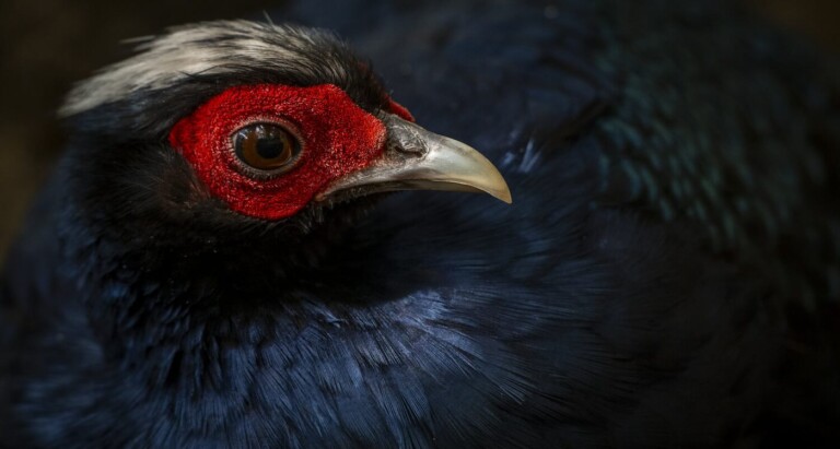 Fabulous Vietnam Pheasant Not Seen in 20 Years Returns to Wild Thanks ...