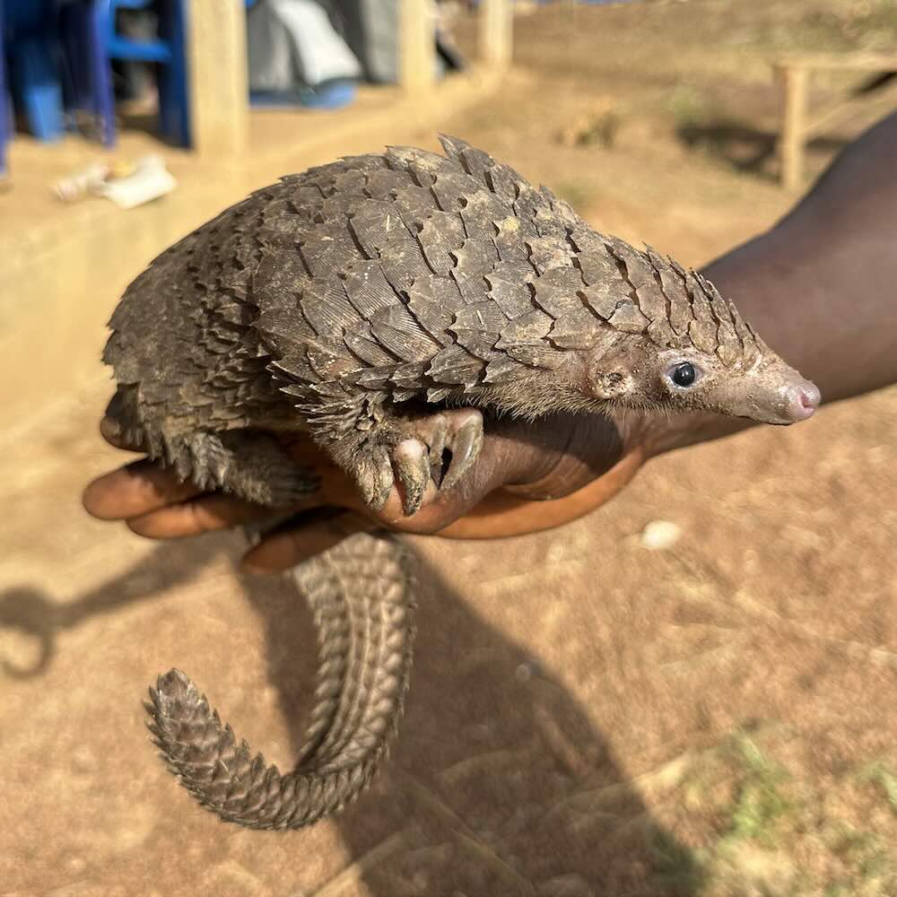 Animal DNA Samples Can Pinpoint Hotspots of Illegal Wildlife Trade Routes