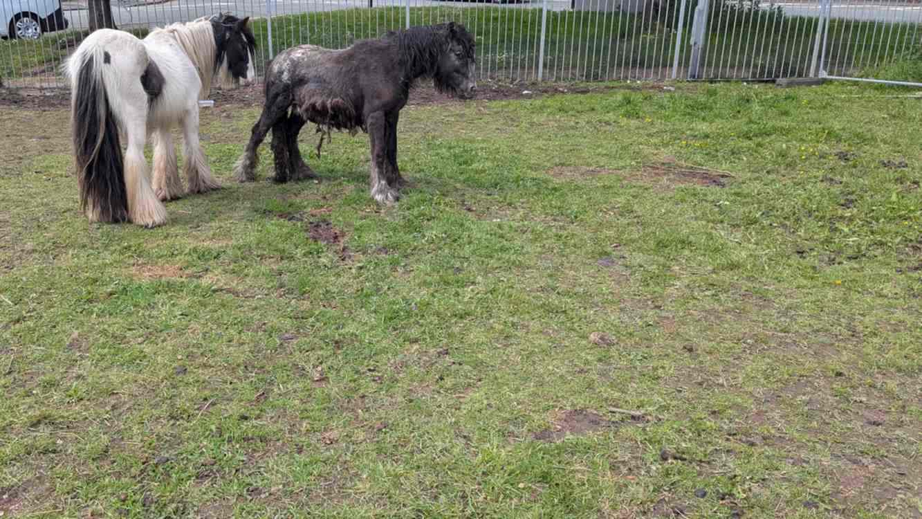 English Pony Found Unharmed Having Been Trapped Entirely Inside a ...