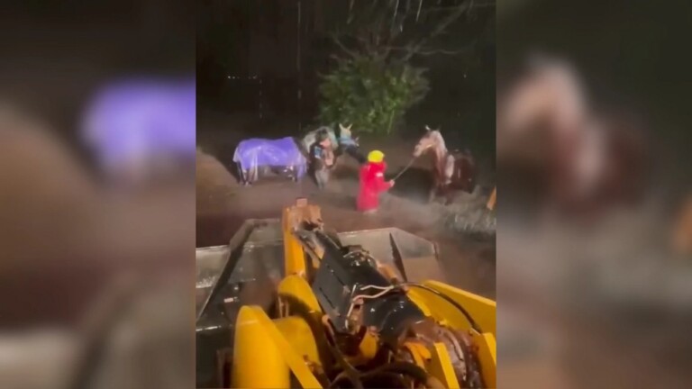 Heroes Corral 15 Horses in Raging Floodwaters to Rescue Them on ...