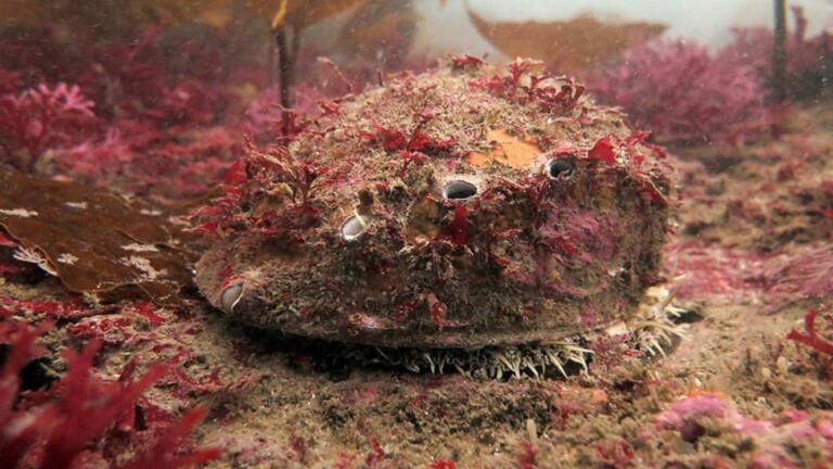 First Live White Abalone Found in 5 Years During Channel Islands Survey ...