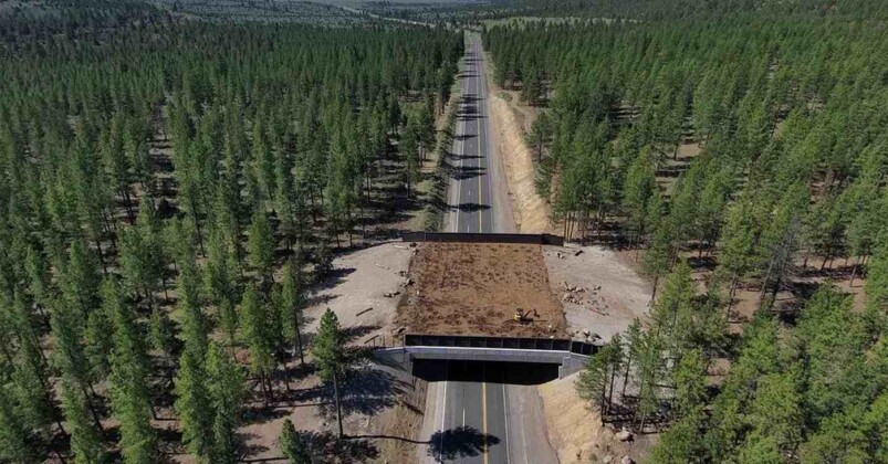 3 Mule Deer Just Inaugurated California’s Newest Wildlife Crossing Bridge
