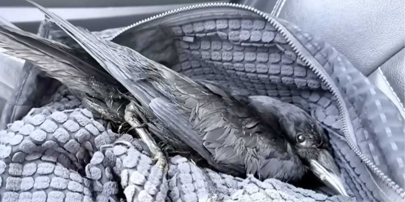 Woman Who Rescued Injured Crow Keeps Getting ‘Thank-you Gifts’ from ...
