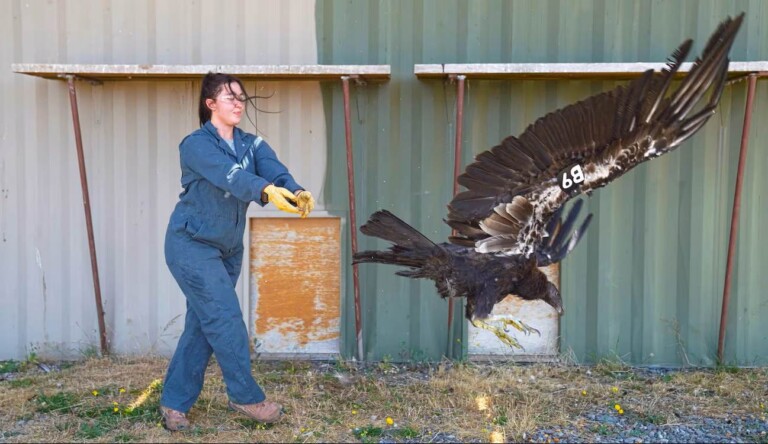 Endangered California Condor Flies into Oregon for the First Time in ...
